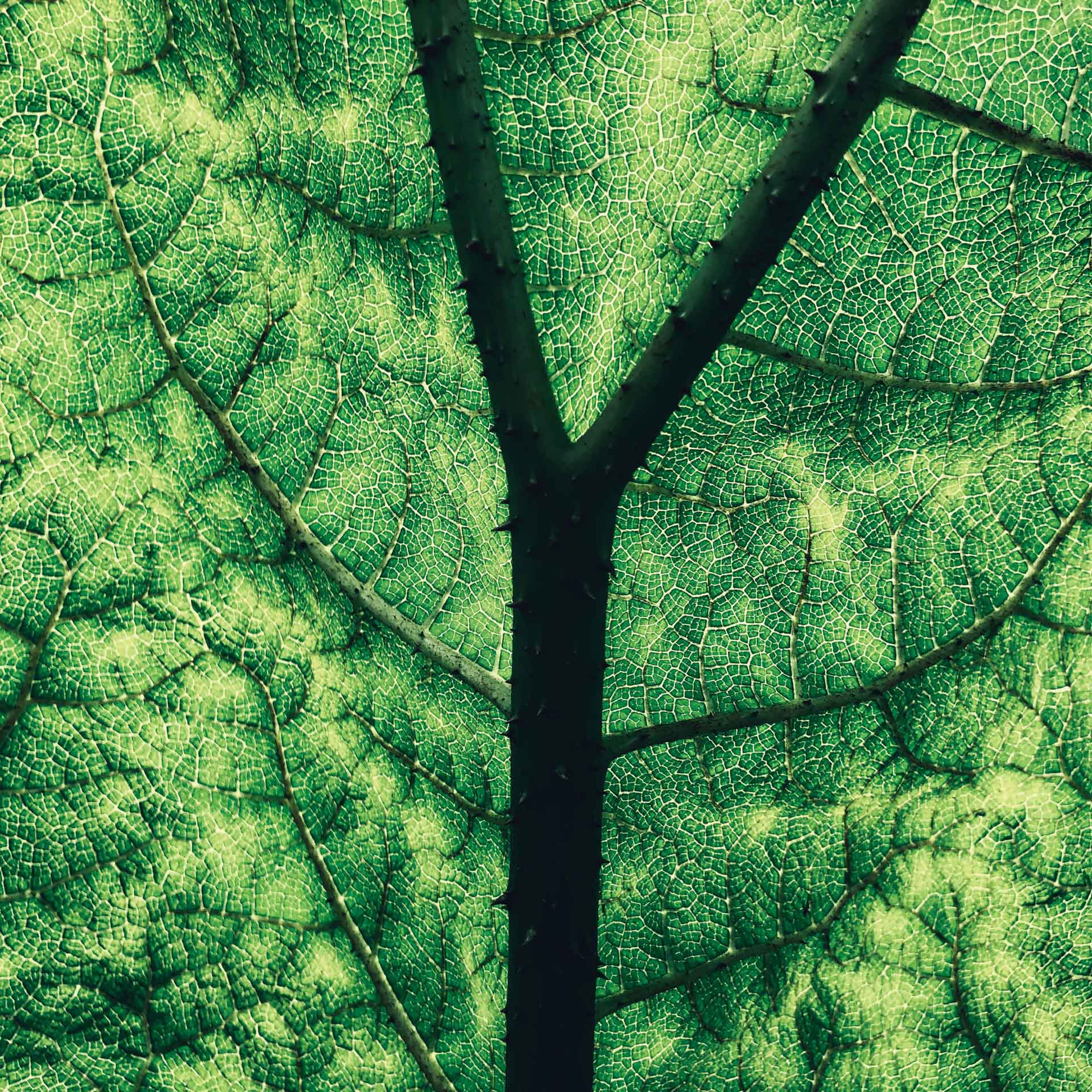 เขียน Cv หรือ Resume อย่างไรให้ได้งาน รับสอนและให้คำปรึกษาโดยผู้เชี่ยวชาญ