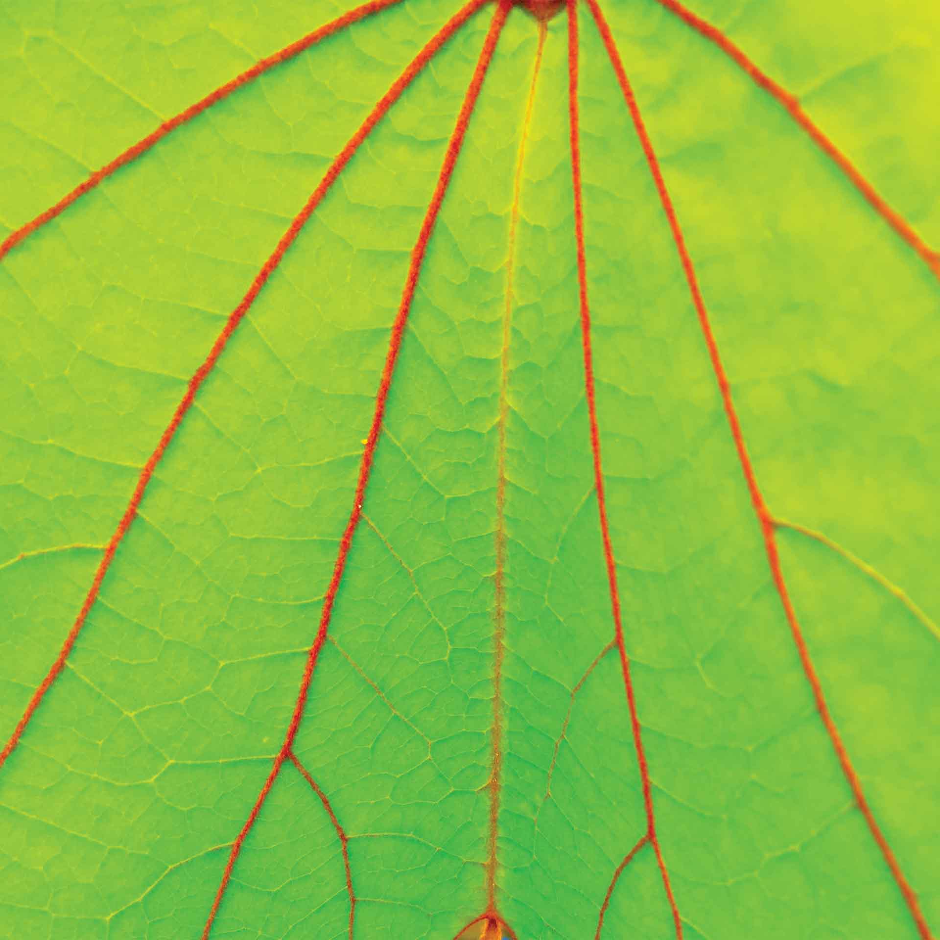 เขียน Cv หรือ Resume อย่างไรให้ได้งาน รับสอนและให้คำปรึกษาโดยผู้เชี่ยวชาญ